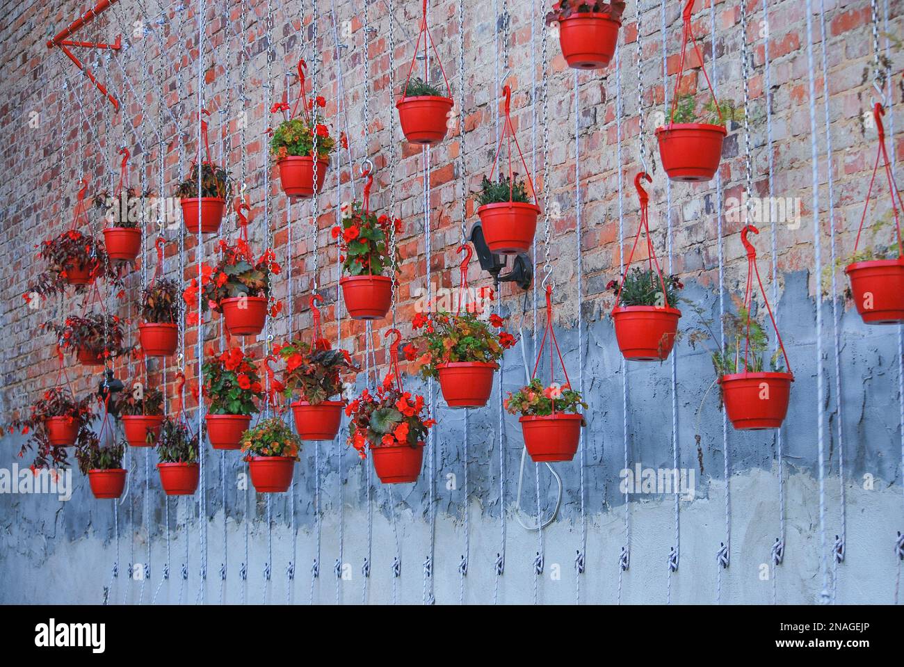 Flowers grow in red flowerpots hanging on chains. Metal construction ...