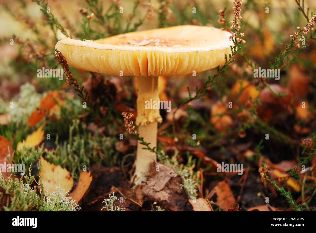 Amanita muscaria, commonly known as fly agar or fly amanita, is a ...