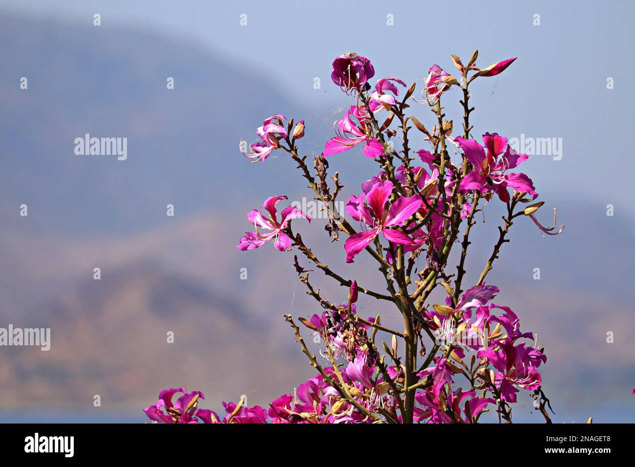 Bauhinia purpurea orchid tree purple bauhinia flowers udaipur rajasthan ...