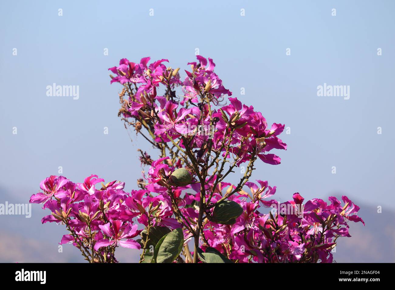 Bauhinia purpurea orchid tree purple bauhinia flowers udaipur rajasthan ...