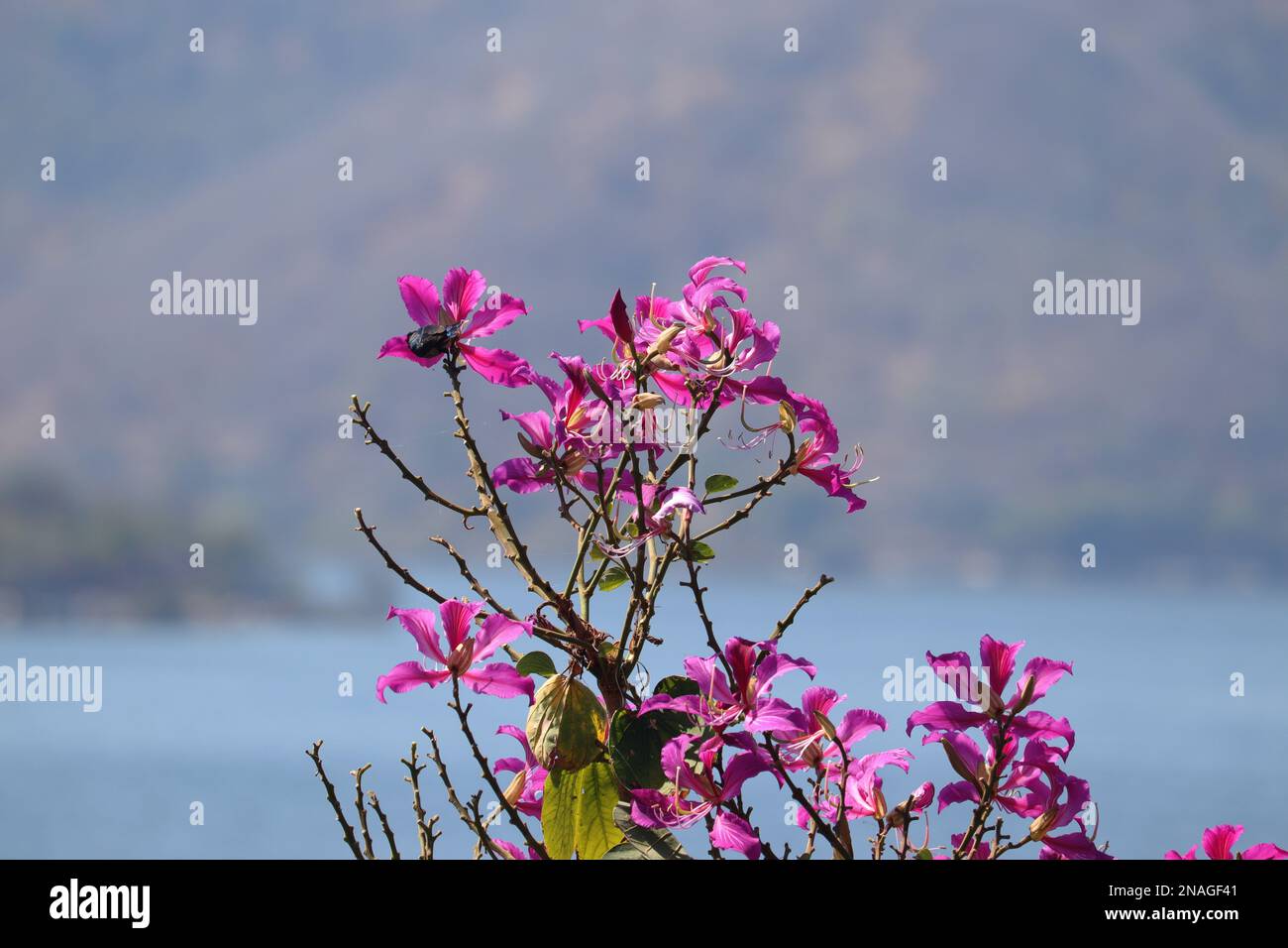 Bauhinia purpurea orchid tree purple bauhinia flowers udaipur rajasthan ...