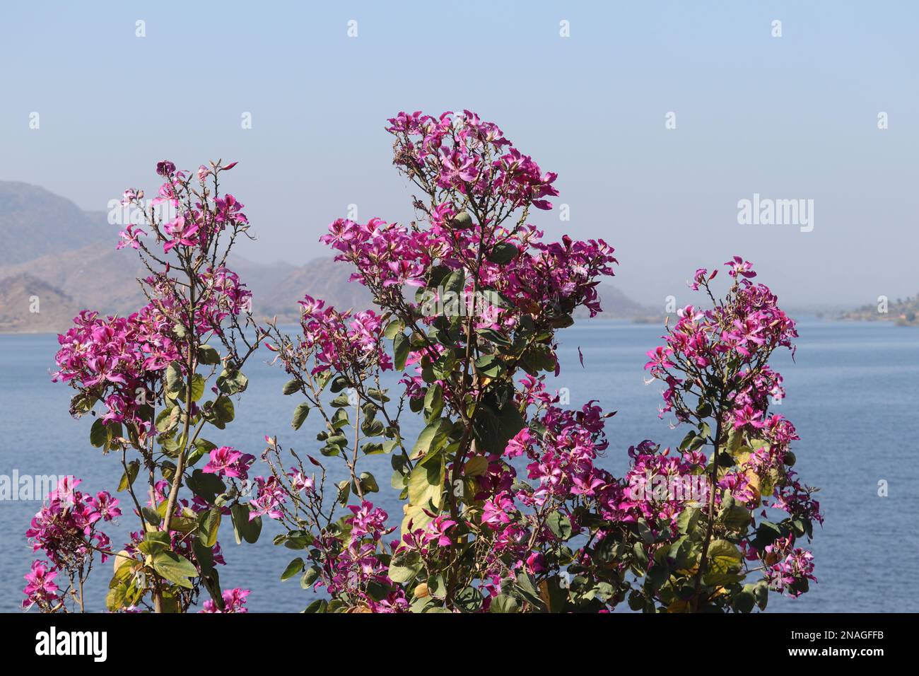 Bauhinia purpurea orchid tree purple bauhinia flowers udaipur rajasthan ...