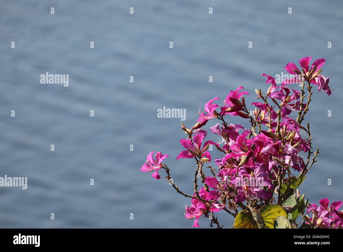 Bauhinia purpurea orchid tree purple bauhinia flowers udaipur rajasthan ...