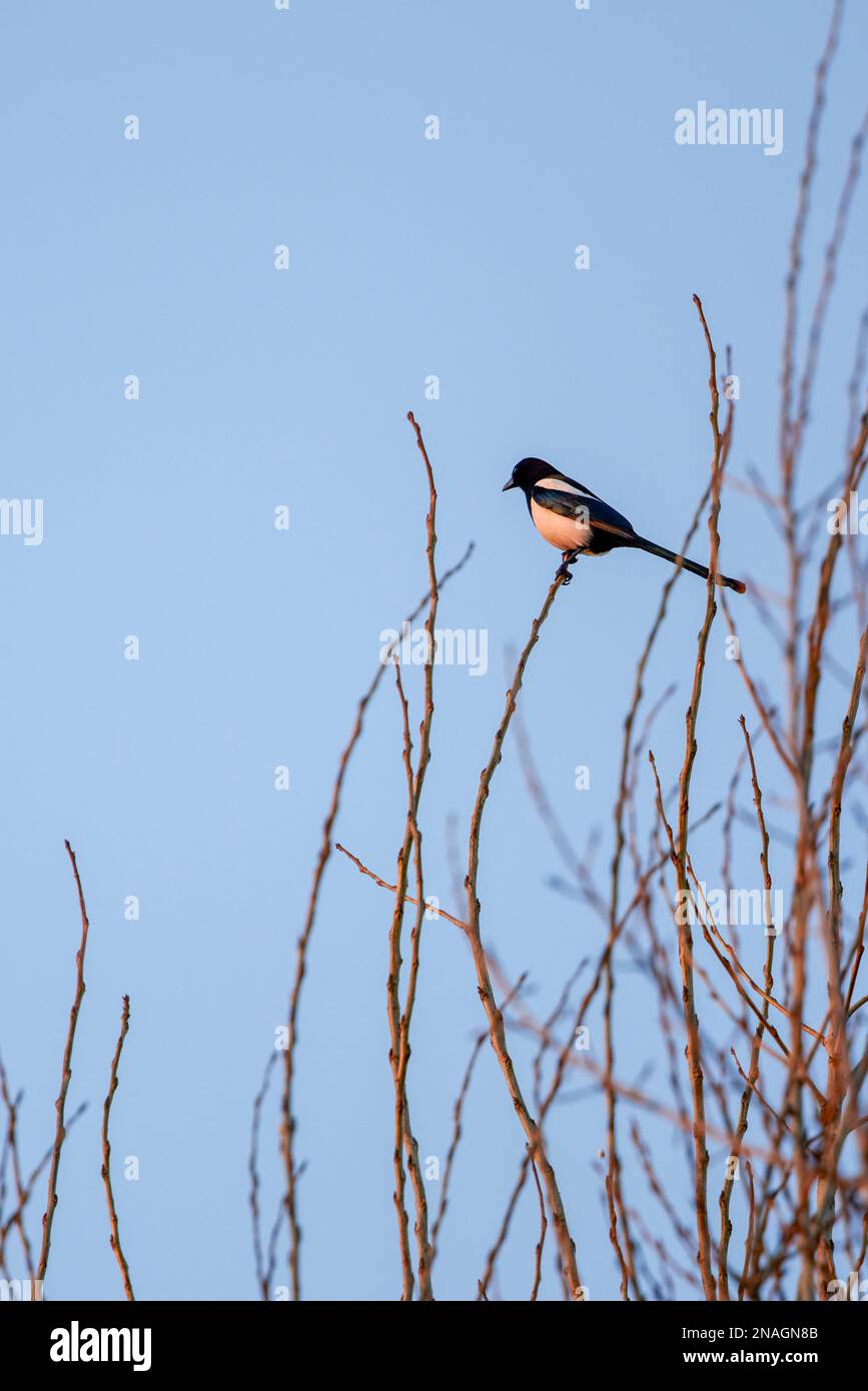 magpies sitting on the branches of a tree Stock Photo - Alamy