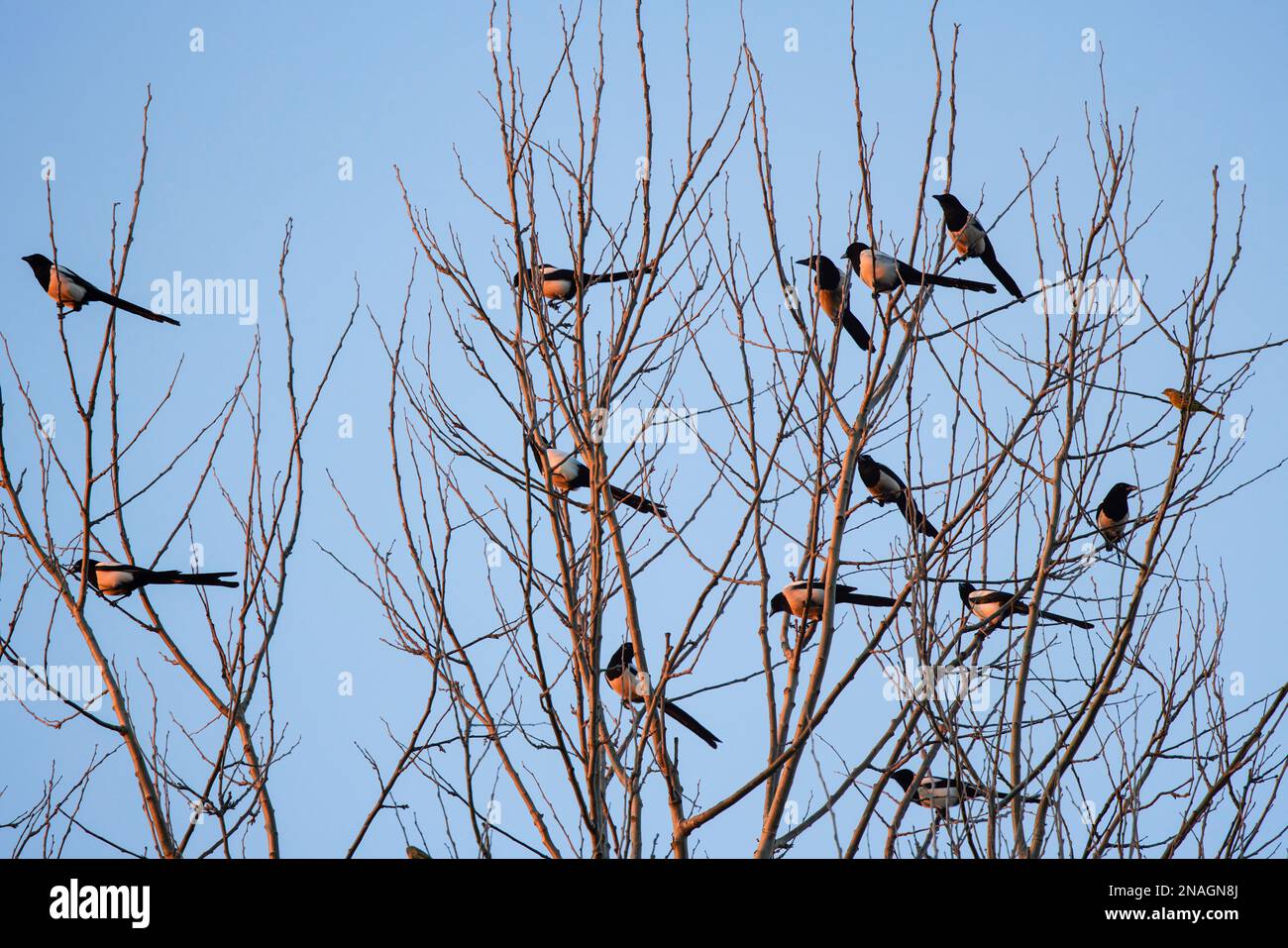 group of magpies sitting on the branches of a tree Stock Photo - Alamy