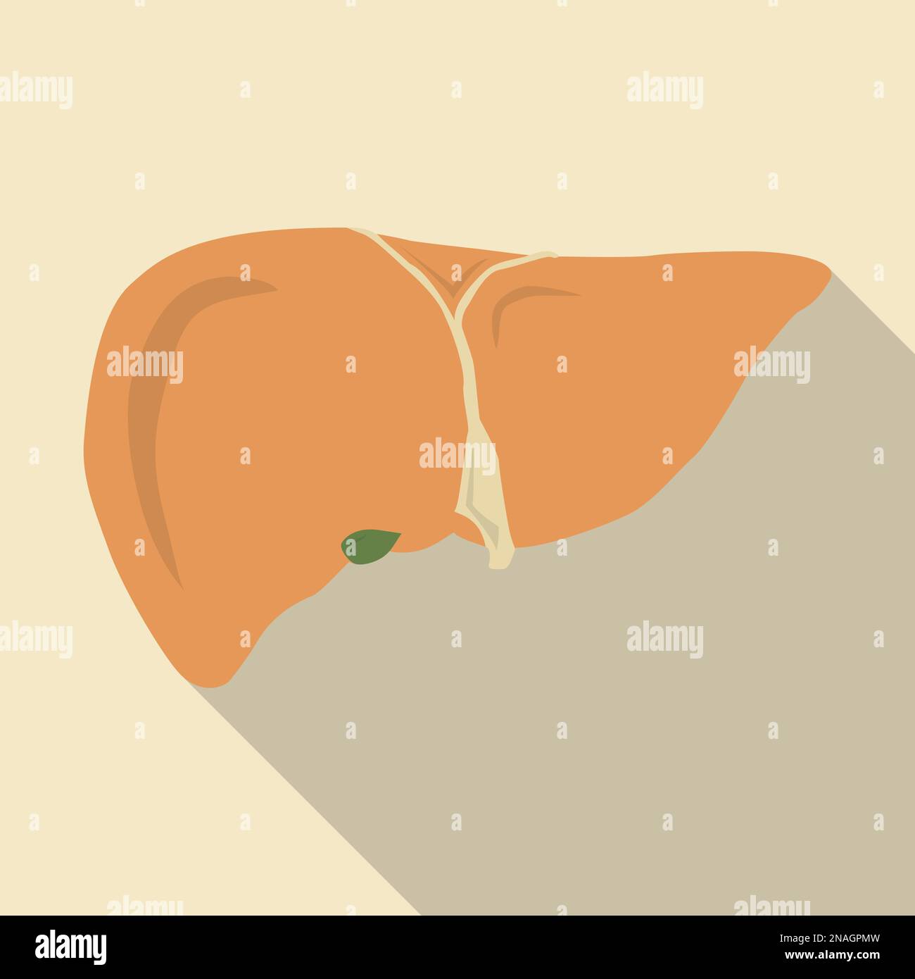 Fatty liver. Simple cartoon flat vector illustration with long shadow ...