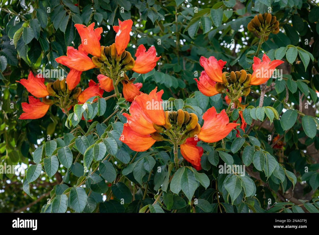 African Tulip Tree, Spathodea campanulata, in bloom in San Bartolo ...