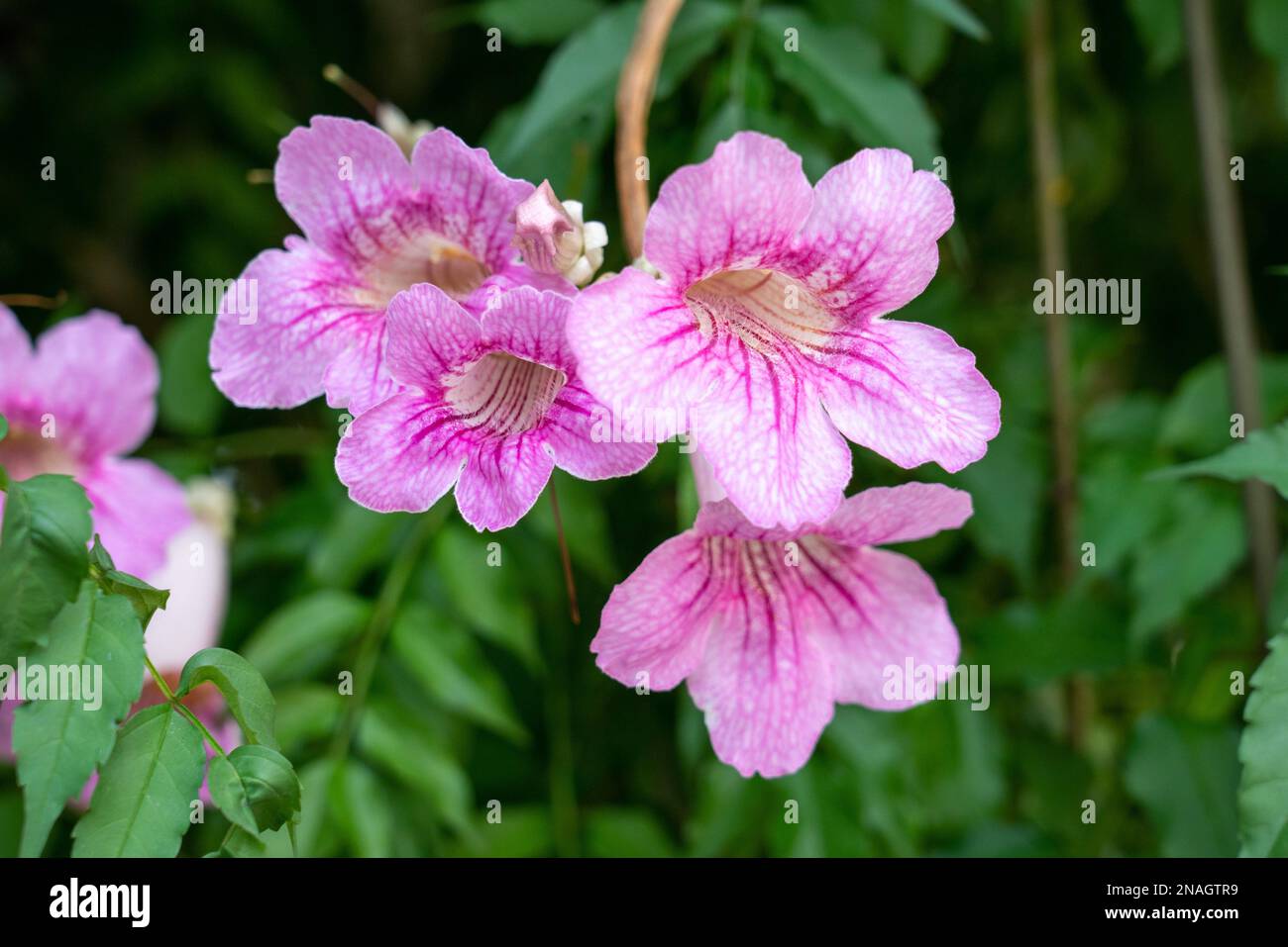 Pink Trumpet Vine, Podranea ricasoliana, in bloom in San Bartolo ...
