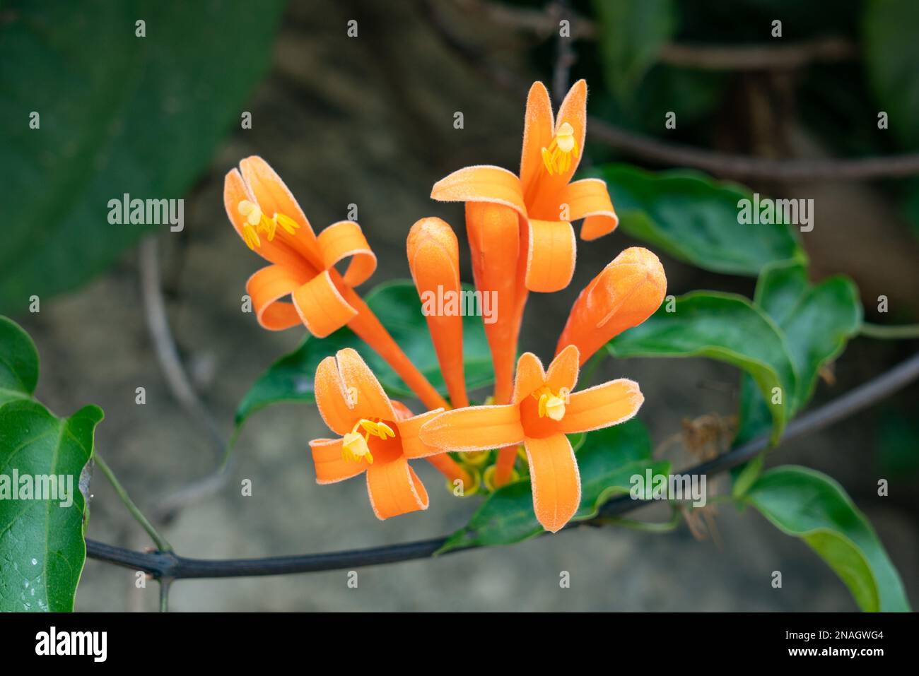 Orange Trumpet Vine, Pyrostegia venusta, in a garden in the San Agustin ...