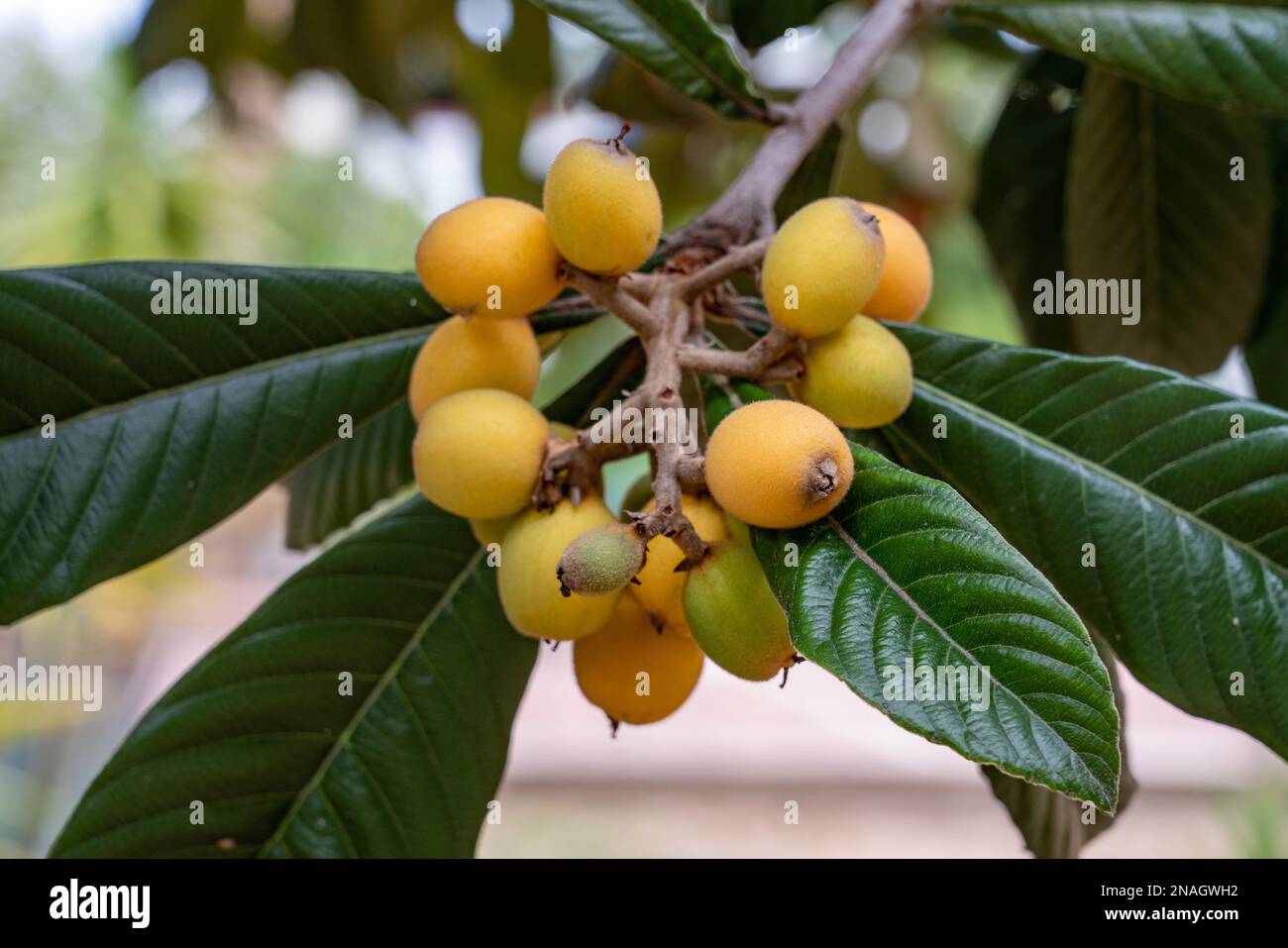 Loquat fruit, Eriobotrya japonica, on a tree in a garden in San Agustin ...