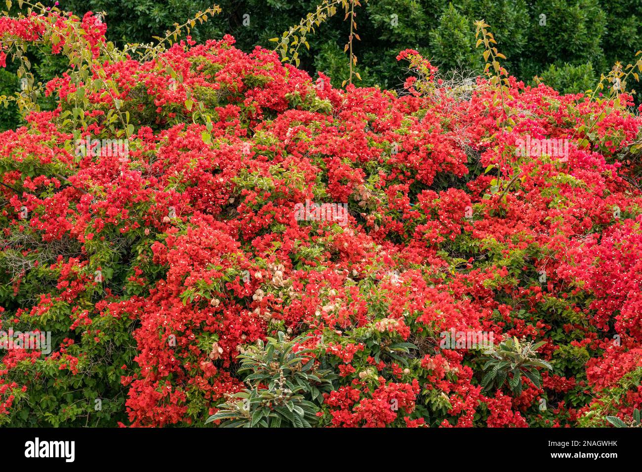 Tiny white flowers surrounded by colorful red leaf bracts of a ...
