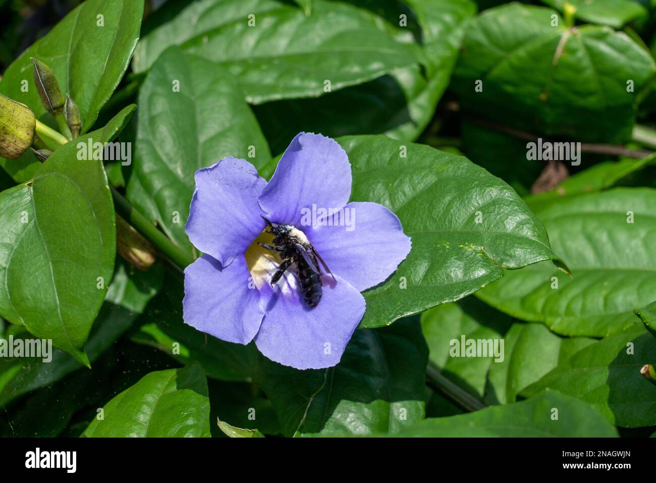 Southern Carpenter Bee, Xylocopa micans, pollinating a Laurel Clockvine ...