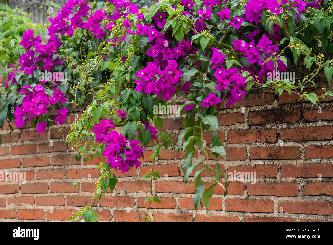 Bougainvillea flowers in bloom in San Bartolo Coyotepec, Oaxaca, Mexico ...