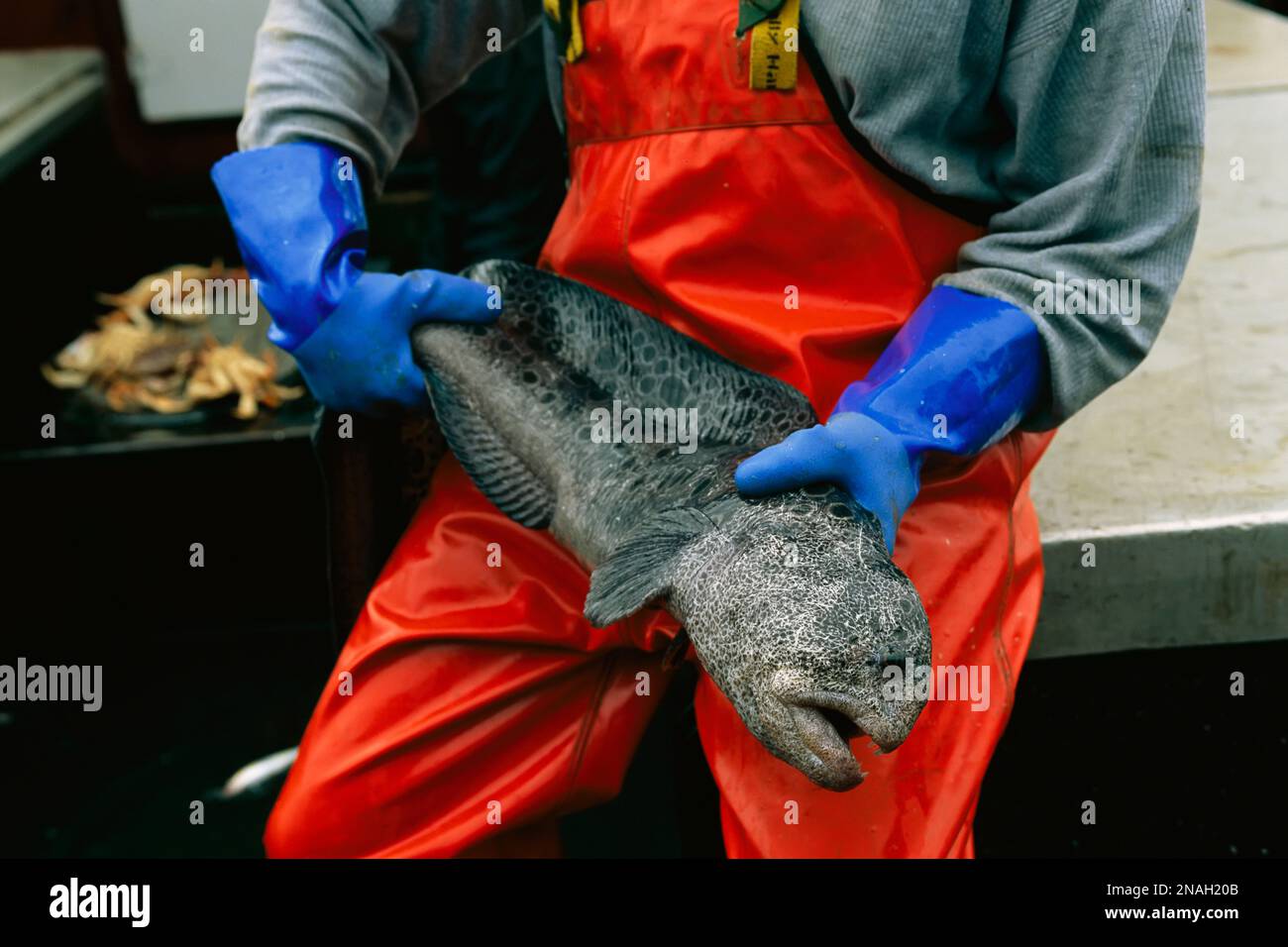 Fisherman holding a wolf eel (Anarrhichthys ocellatus) onboard a ...