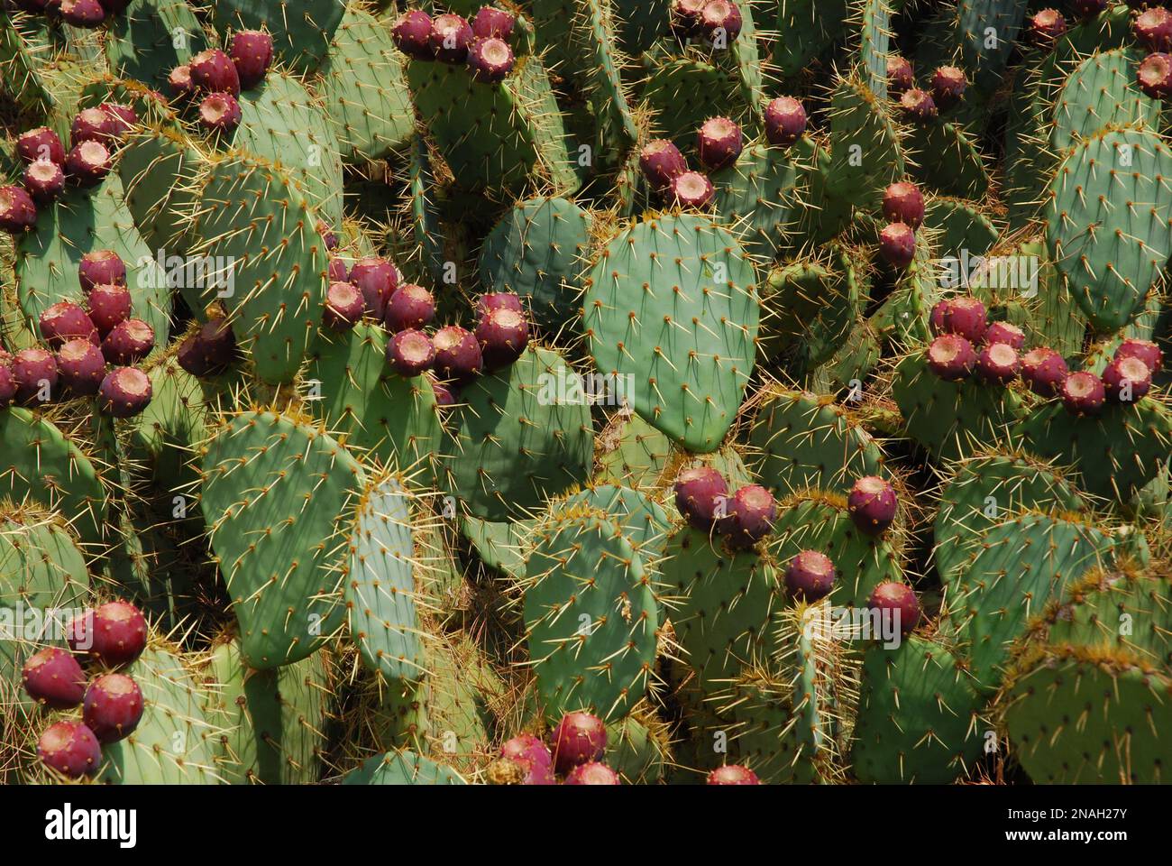 Cactus field. Prickly pear (opuntia ficus - indica) with purple ripe ...