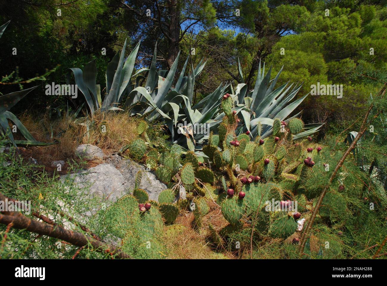 Cactus field. Prickly pear (opuntia ficus - indica) with purple ripe ...