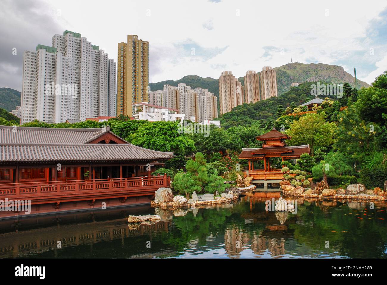 Chinese cedar tree hi-res stock photography and images - Alamy