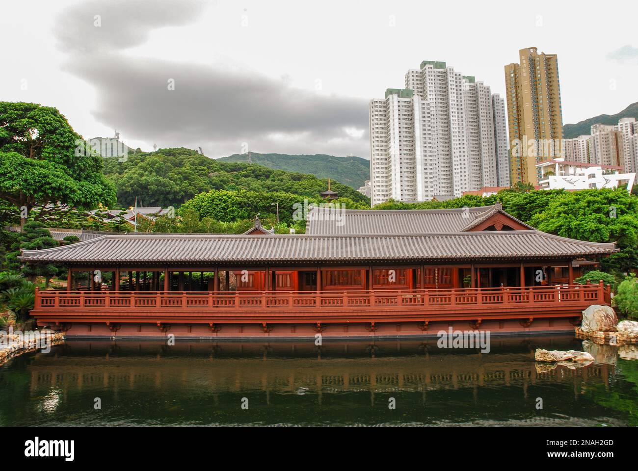 Chinese cedar tree hi-res stock photography and images - Alamy