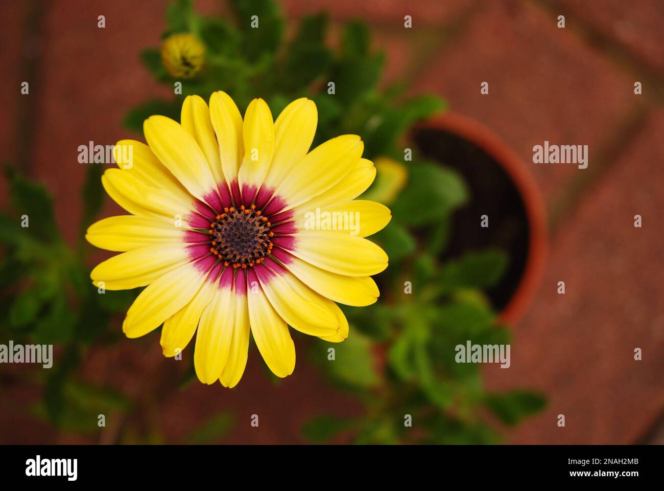 Osteospermum Cape Daisy Zanzibar Sunlight Purple Ring. Yellow African ...