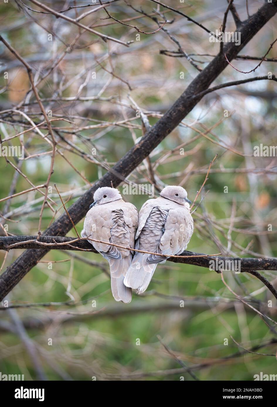 Two shriveling pigeons (Columba livia domestica) sitting on the braches ...