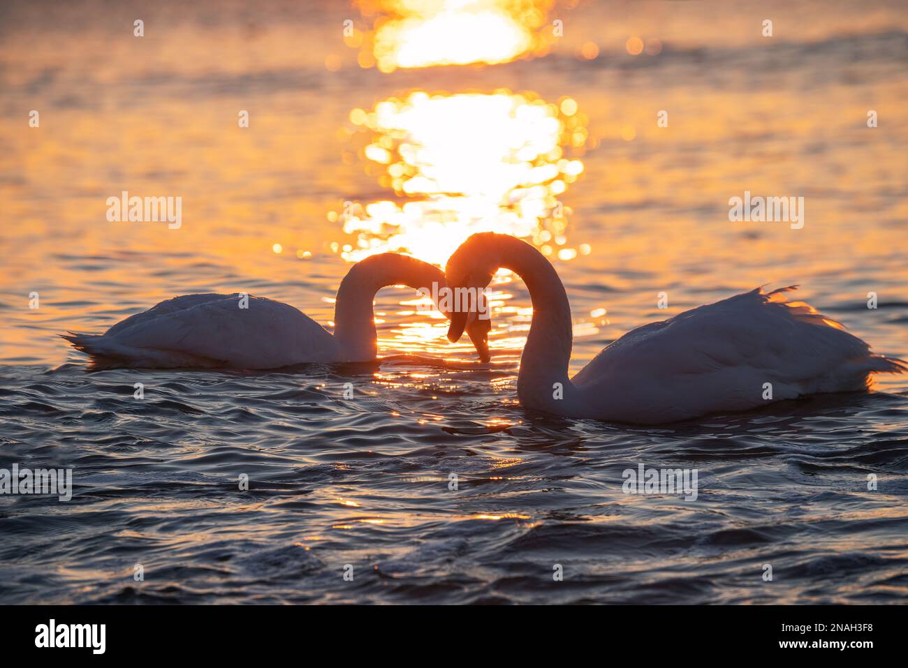 Beach swan hi-res stock photography and images - Alamy