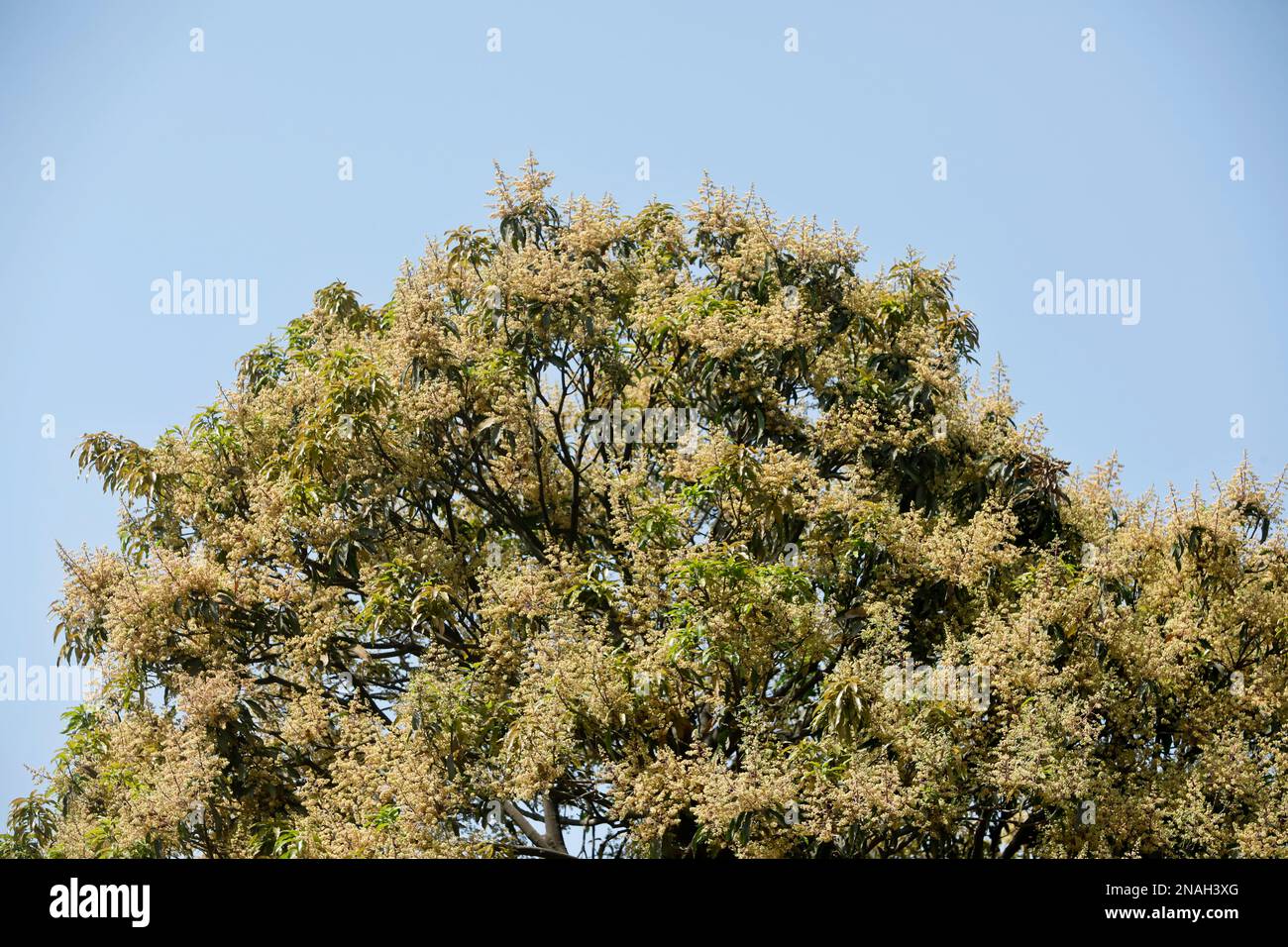 Dhaka, Bangladesh - February 13, 2023: The mango bouquet or mango ...