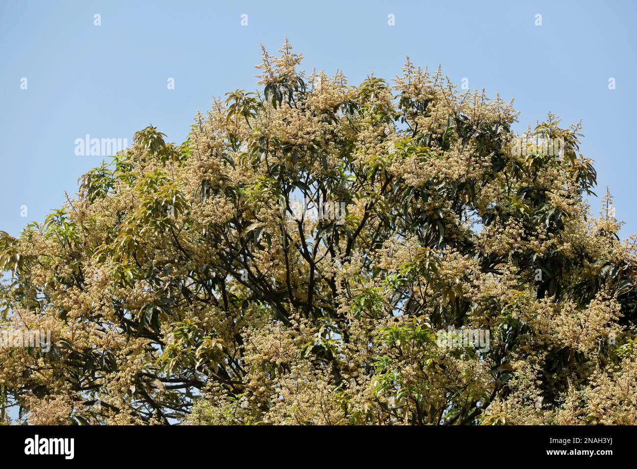 Dhaka, Bangladesh - February 13, 2023: The mango bouquet or mango ...