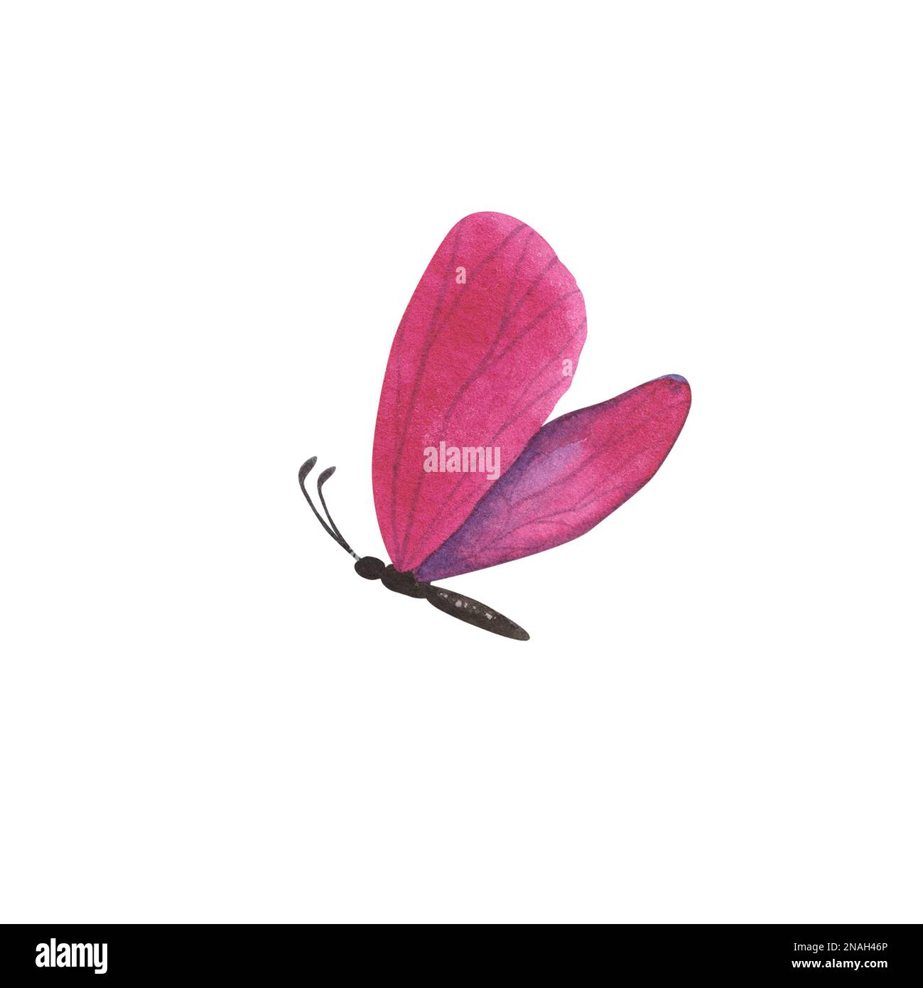 Magenta color butterfly with detailed wings isolated on white ...