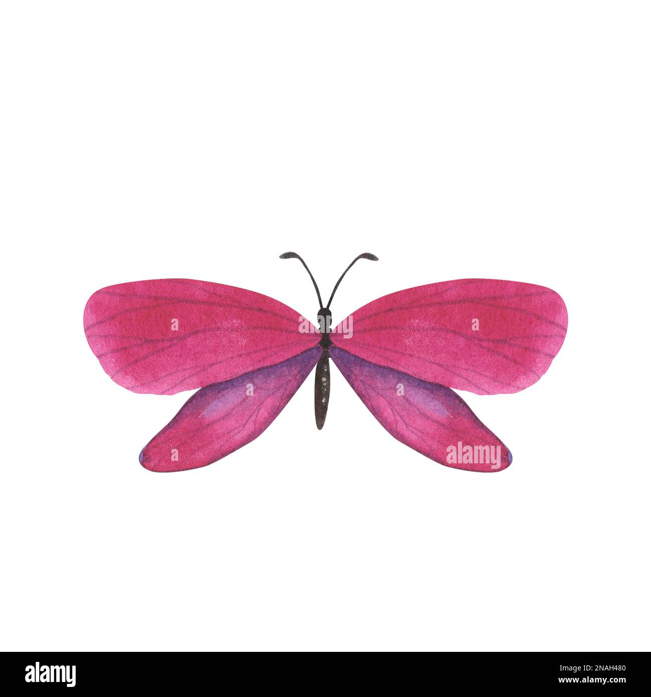 Magenta purple color butterfly with detailed wings isolated on white ...