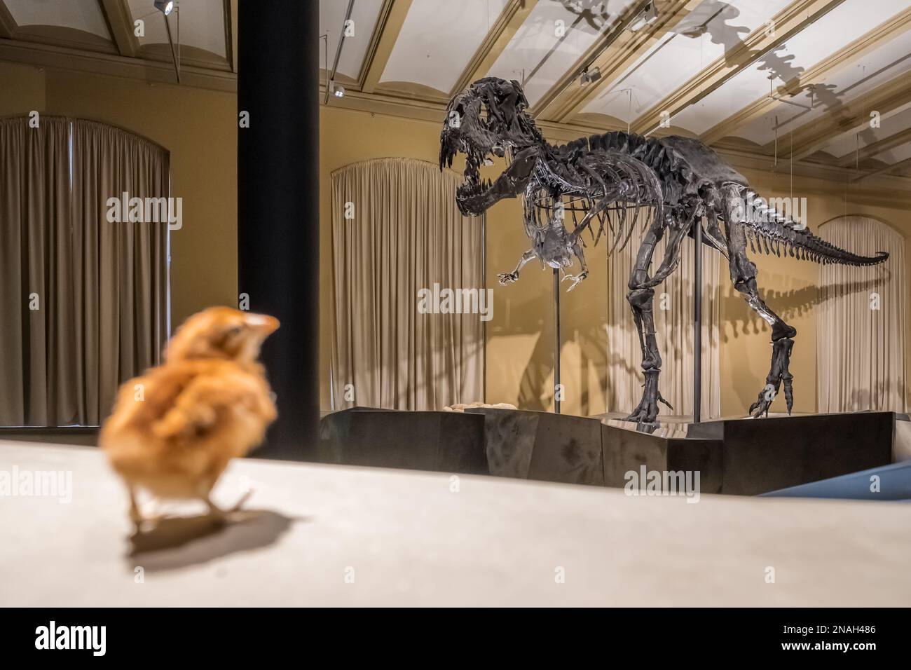 Tyrannosaurus skeleton at the Natural History Museum in Berlin, Germany ...