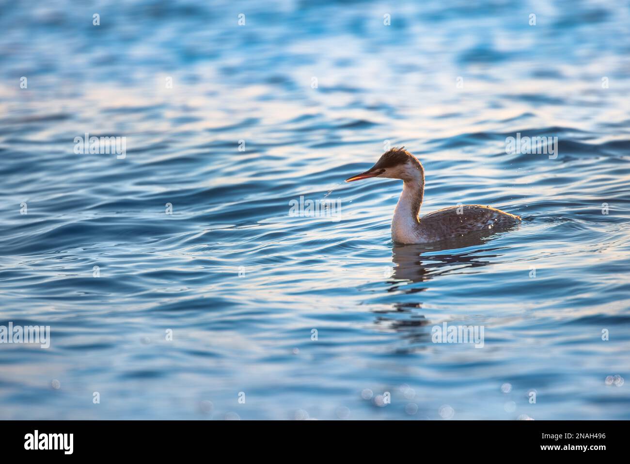 Great crested grebe floating in the sea water during sunrise Stock ...