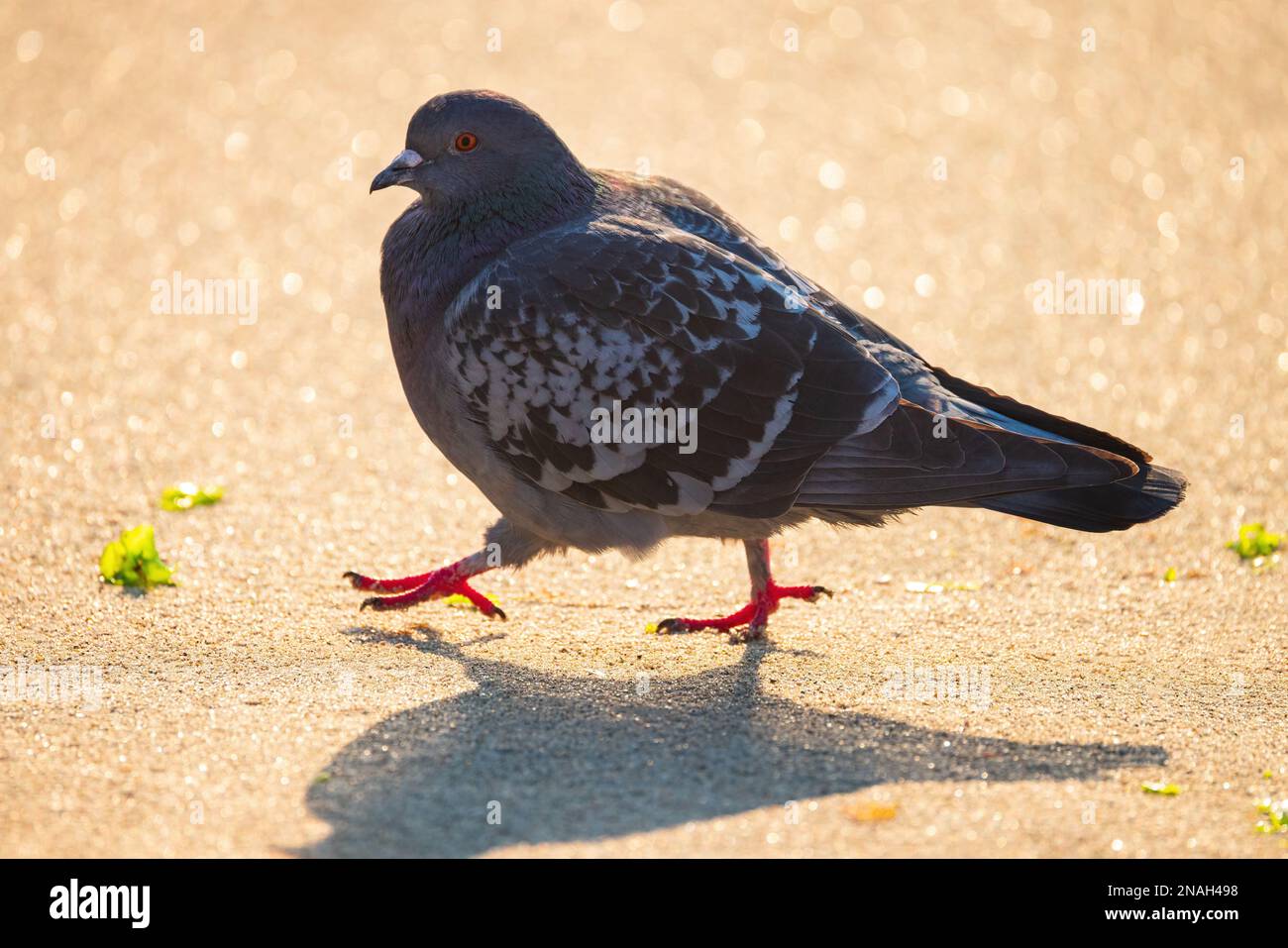 Dove, pigeon on the sea sand during scenic beach sunrise Stock Photo ...