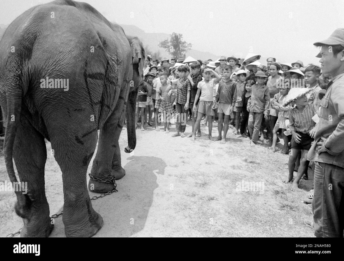 Villagers, especially children, come to see as an elephant arrives at ...