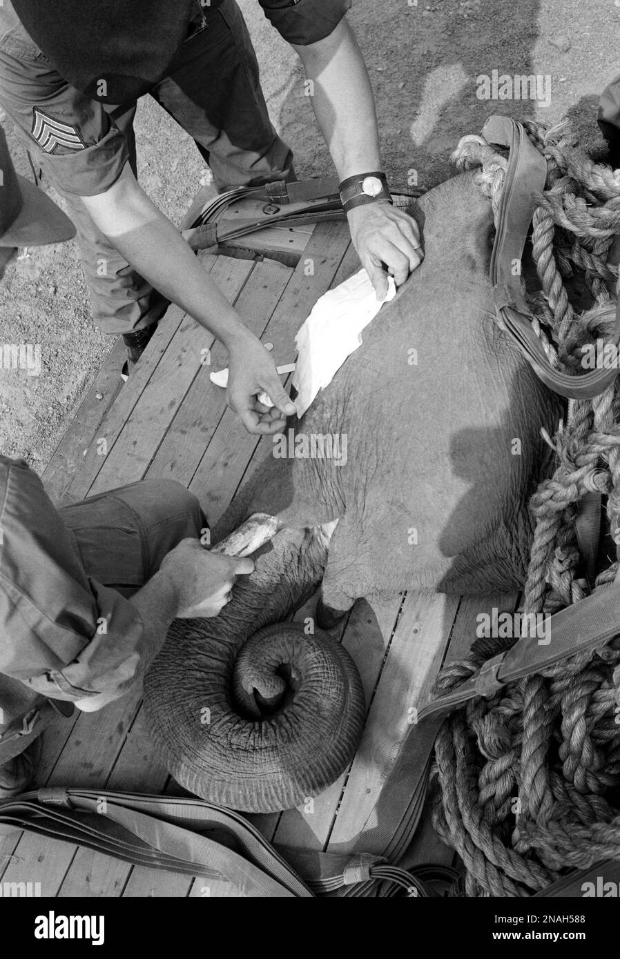 Eyes covered, an elephant is prepared for transport to Tran Bong on its ...