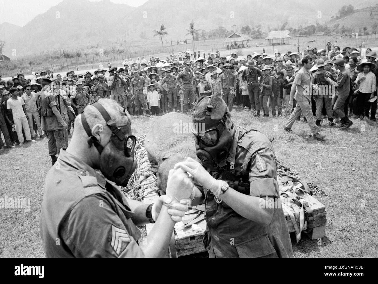 Two Green Berets prepare the antidote to awaken a tranquilized elephant ...
