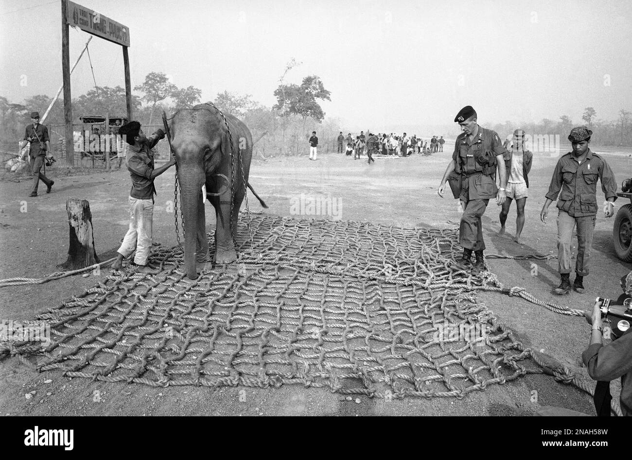 An elephant is prepared for transport in Operation Barroom, an effort ...