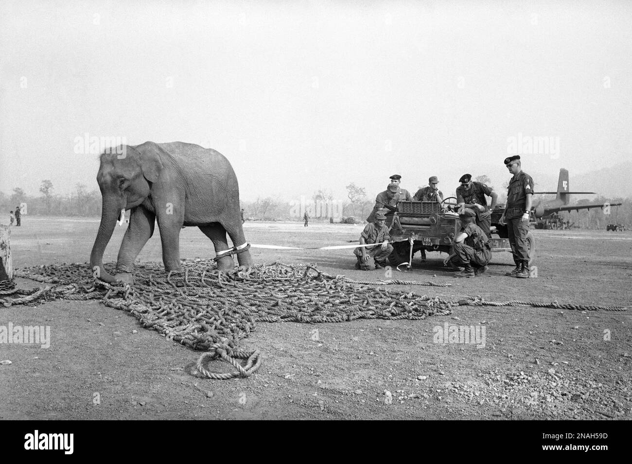 An elephant is prepared for transport in Operation Barroom, an effort ...