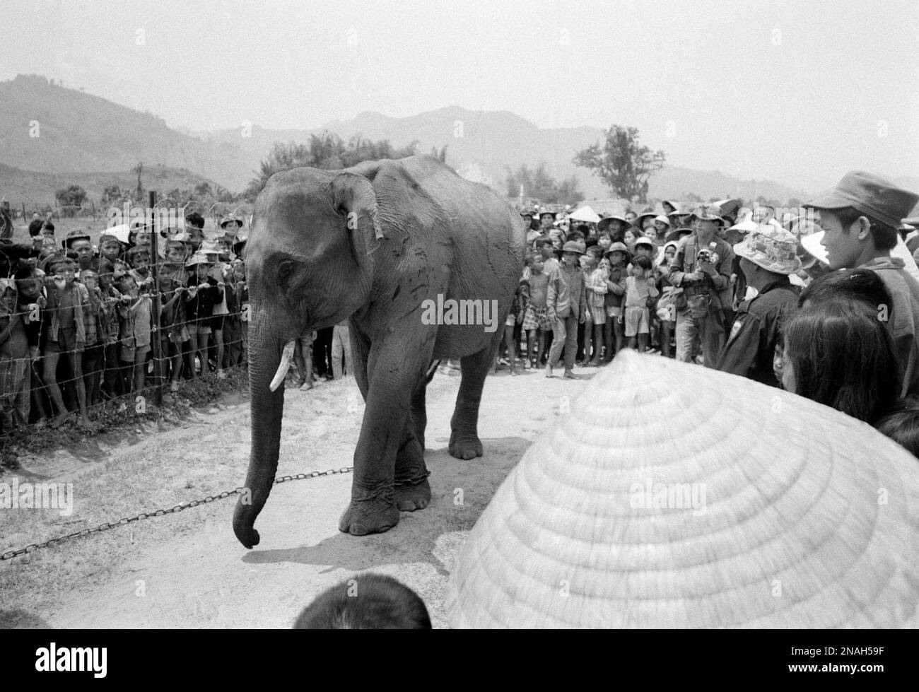 Villagers, especially children, come to see as an elephant arrives at ...