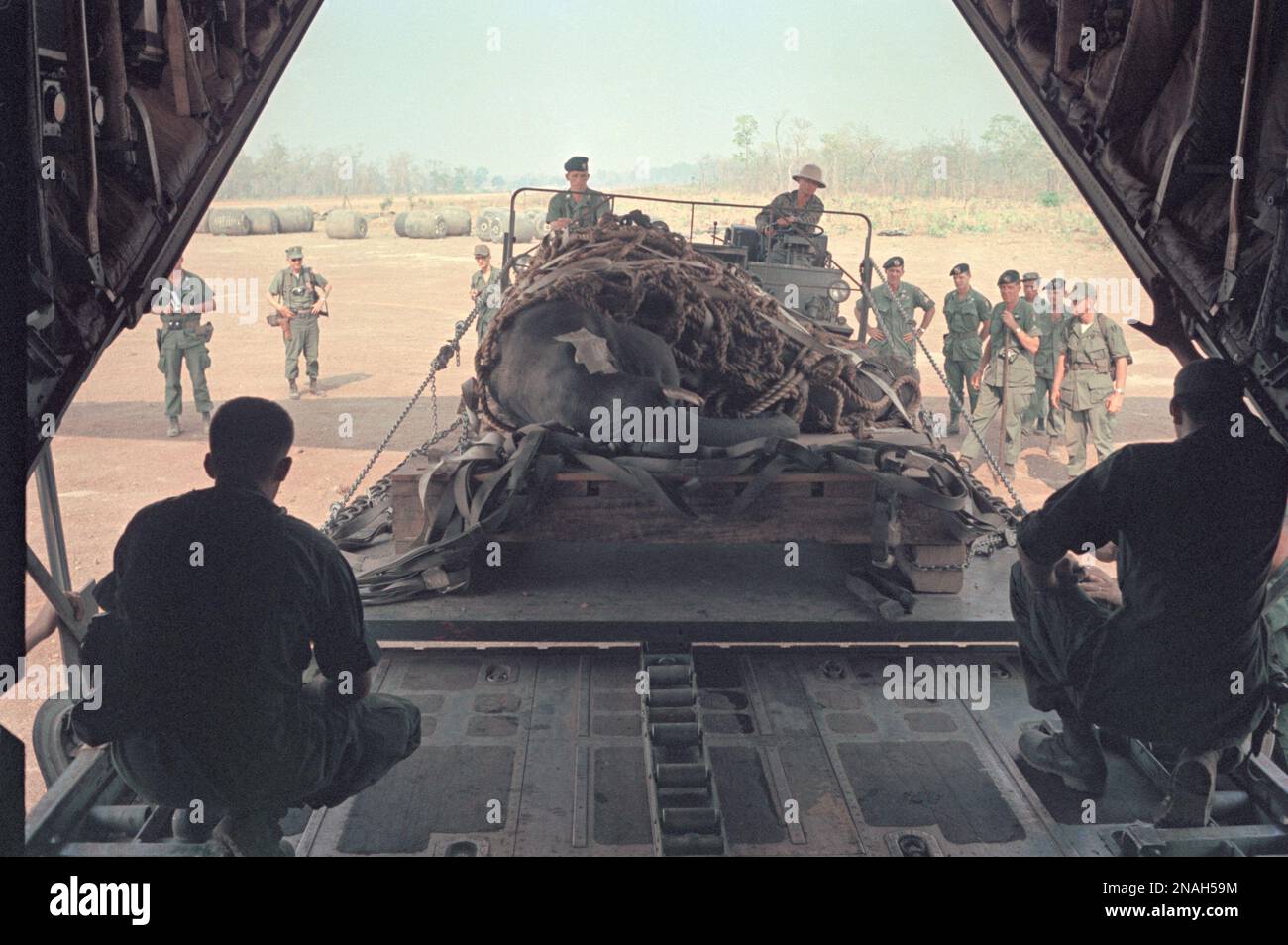 On a pallet and secured and eyes covered for protection, one pachyderm ...