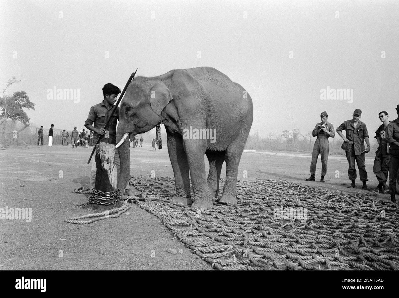 An elephant is prepared for transport in Operation Barroom, an effort ...