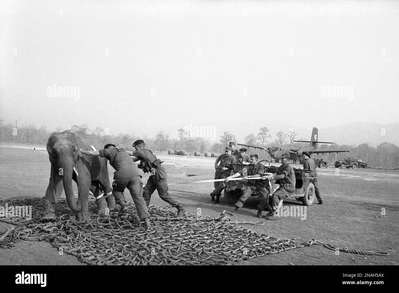 An elephant is prepared for transport in Operation Barroom, an effort ...