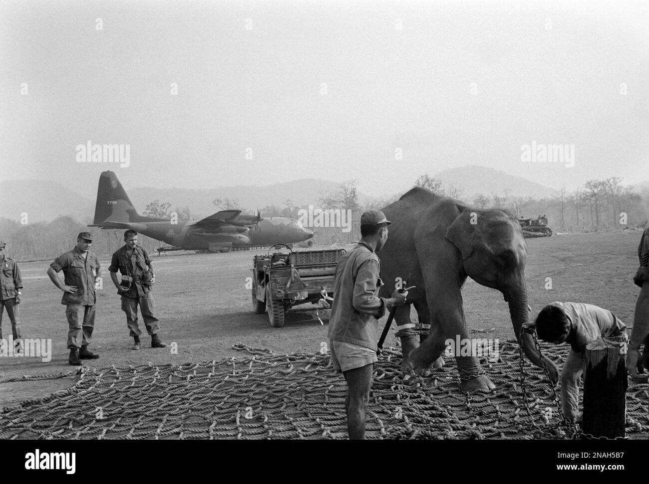 An elephant is prepared for transport to the mountainous region of Tra ...