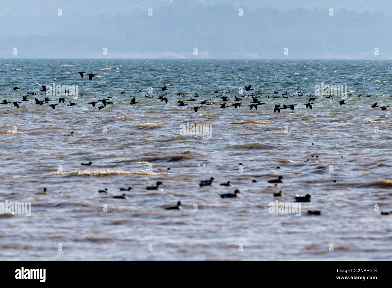 Cormorants fly above the water at the Pong Dam wetlands in Nagrota ...
