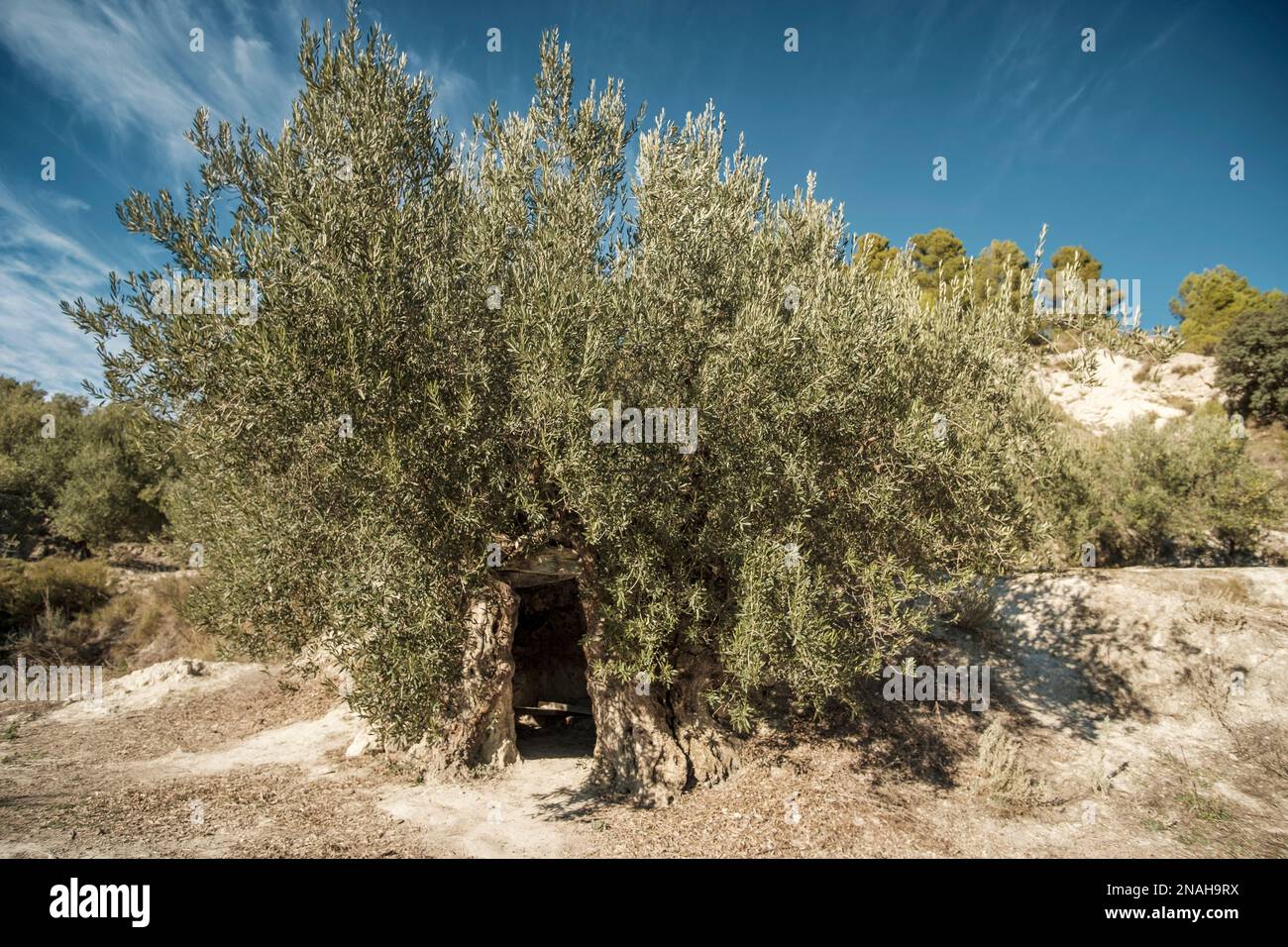 „Olivera bimilenaria de Gorga“, two thousand year old Olive tree in ...