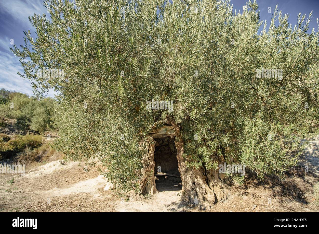 Methusalem hi-res stock photography and images - Alamy