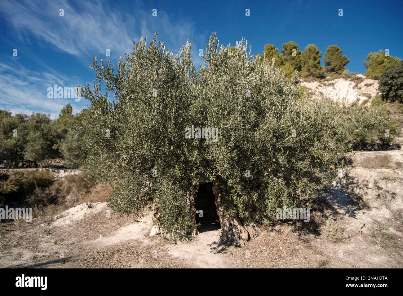 „Olivera bimilenaria de Gorga“, two thousand year old Olive tree in ...