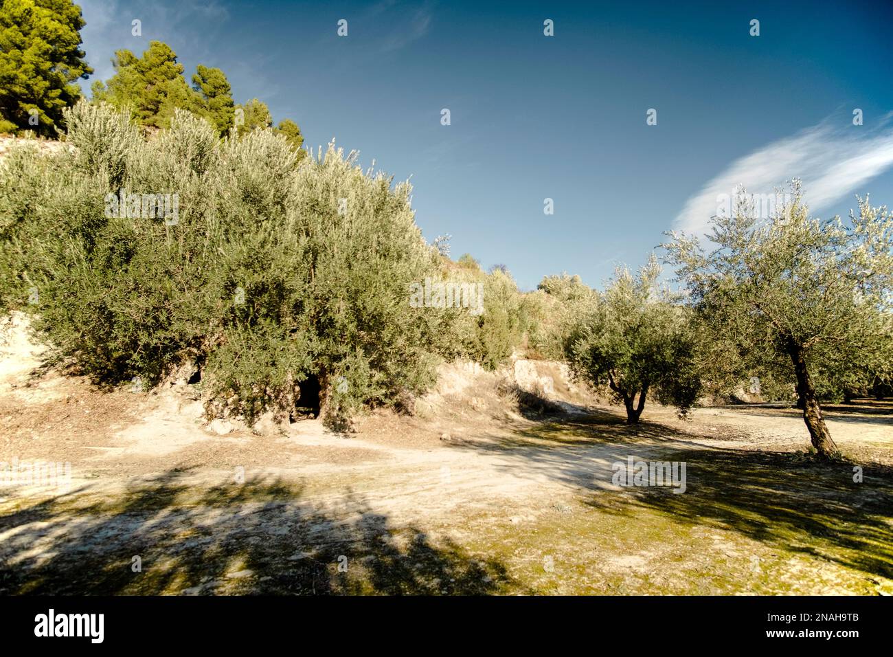 „Olivera bimilenaria de Gorga“, two thousand year old Olive tree in ...