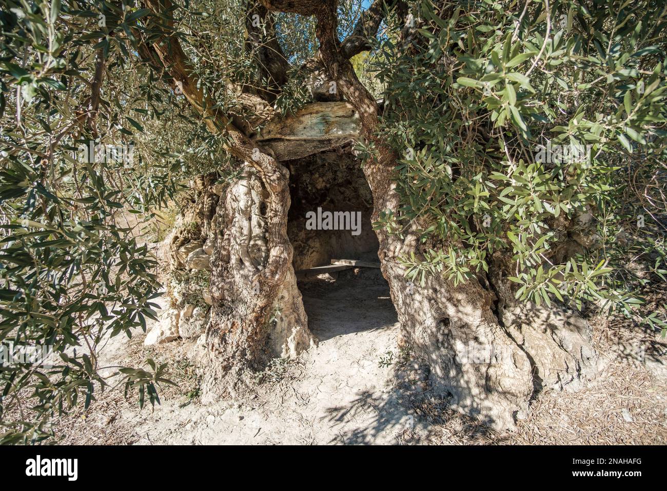 „Olivera bimilenaria de Gorga“, two thousand year old Olive tree in ...