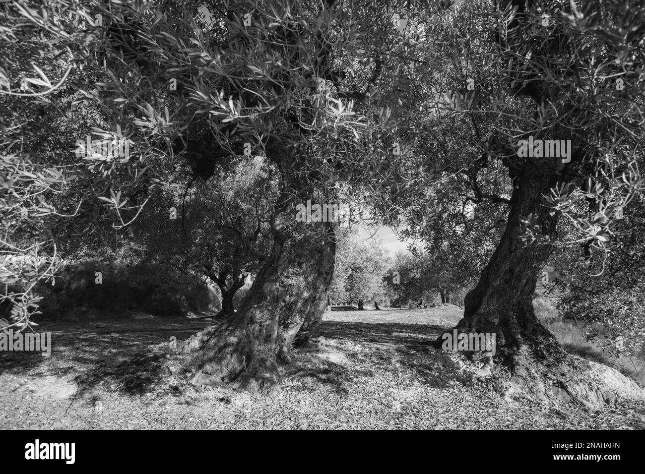 Olive trees in Olive grove in winter near the town of Gorga, Alicante ...