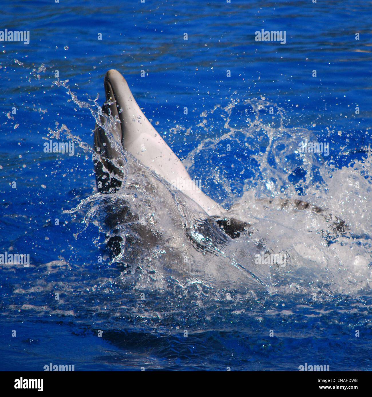 Cheerful dolphin swim, play and dancing in the pool. Zoo Madrit Spain ...